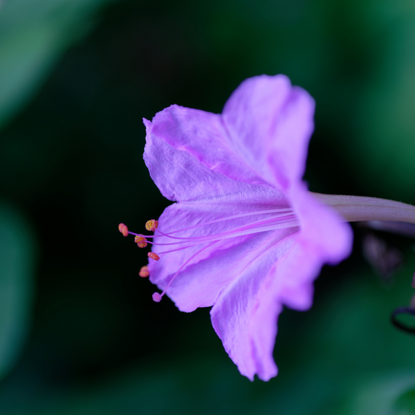 Four O' Clock - Lavender - 10 Flower Seeds – Floral Treasure