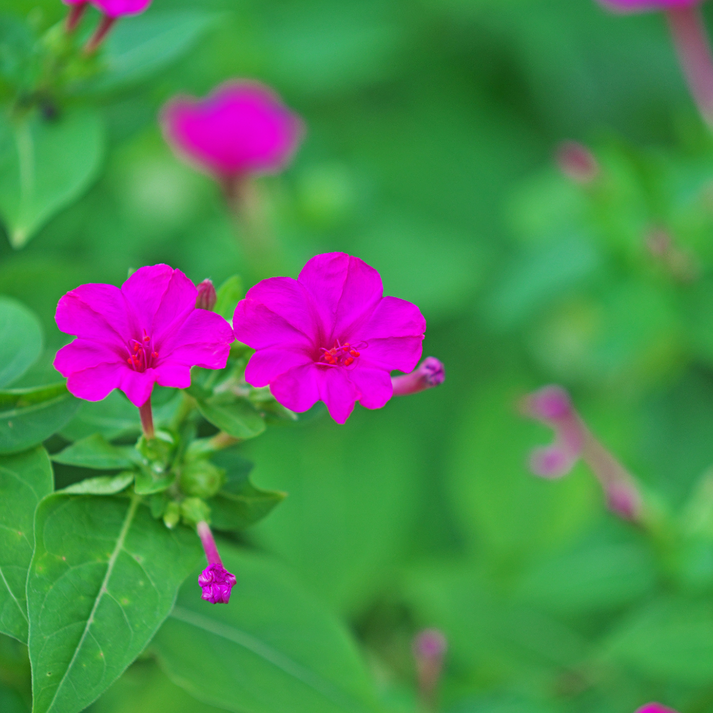 Four O' Clock - Pink - 10 Flower Seeds – Floral Treasure