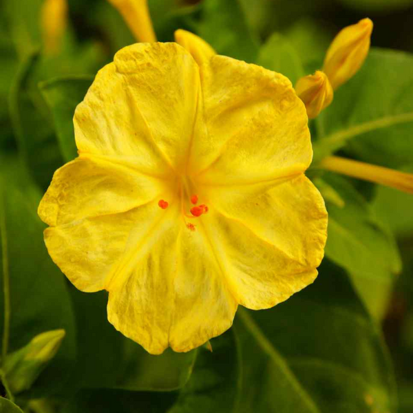 Four O' Clock - Yellow - 10 Flower Seeds – Floral Treasure