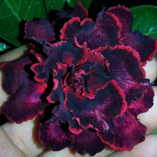 Adenium - PURPLE FAIRY- 10 Flower Seeds – Floral Treasure