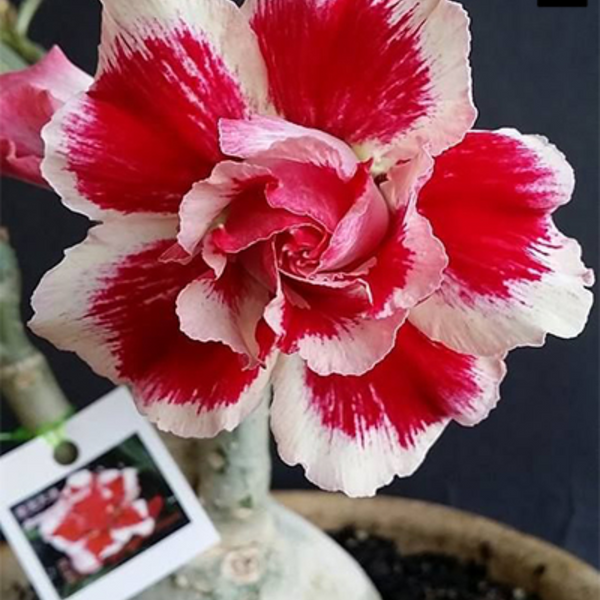 Adenium - SANTA CLAUS- 10 Flower Seeds – Floral Treasure