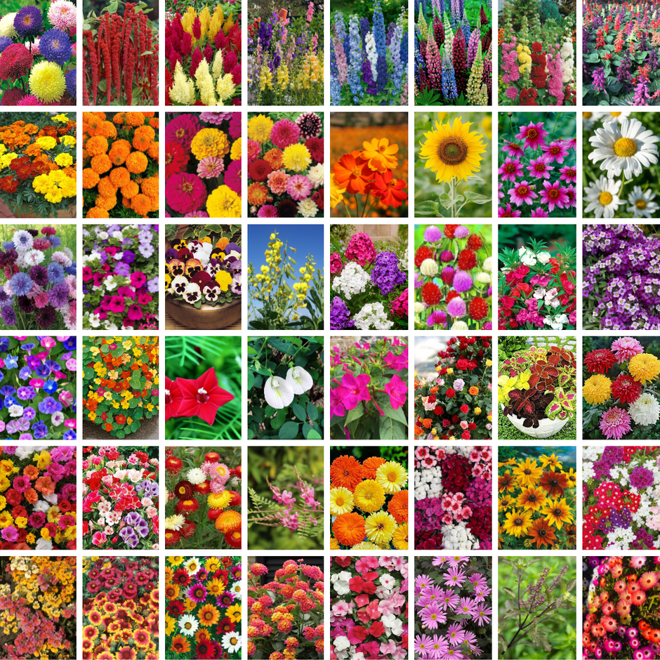 Seeds Combo – Floral Treasure