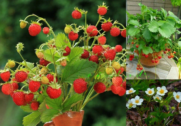 Strawberry " Baron " Exotic 30 Fruit Seeds – Floral Treasure