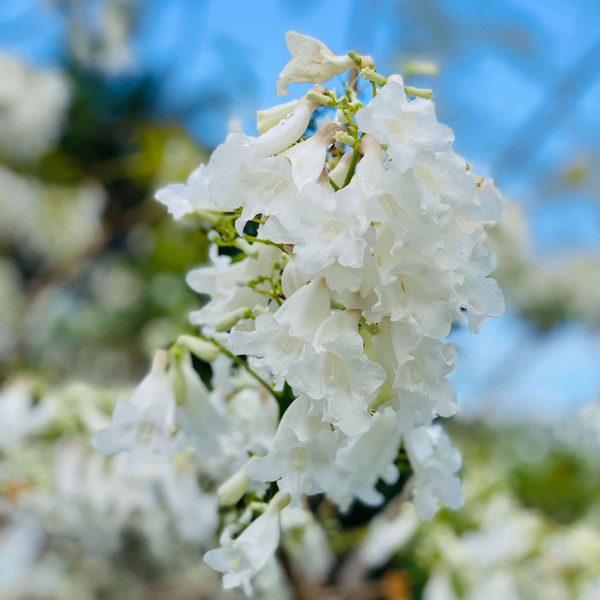 Jacaranda - White - 20 Tree Seeds – Floral Treasure