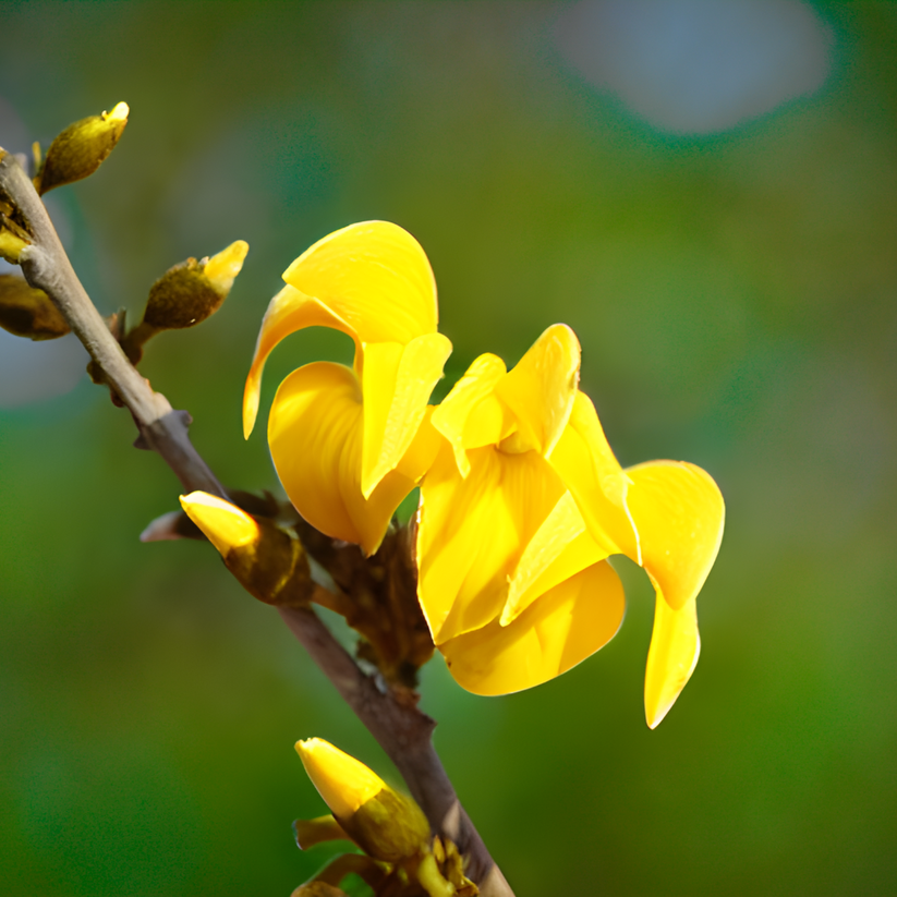 Palash - Yellow - 10 Tree Seeds – Floral Treasure