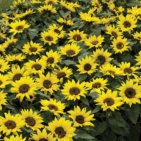 Sunflower " Choco Sun " Exotic 30 Flower Seeds – Floral Treasure