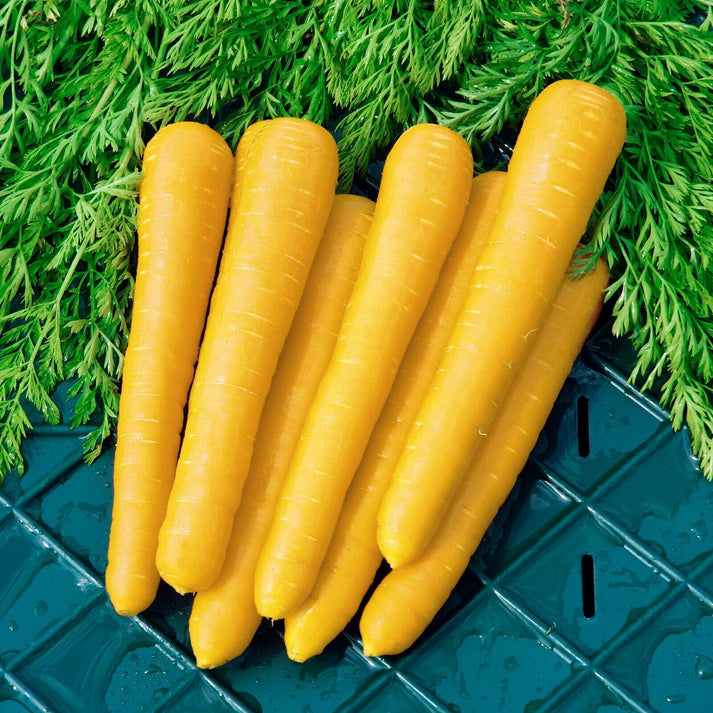Carrot " Yellow Hybrid " Exotic 40 Vegetable Seeds – Floral Treasure