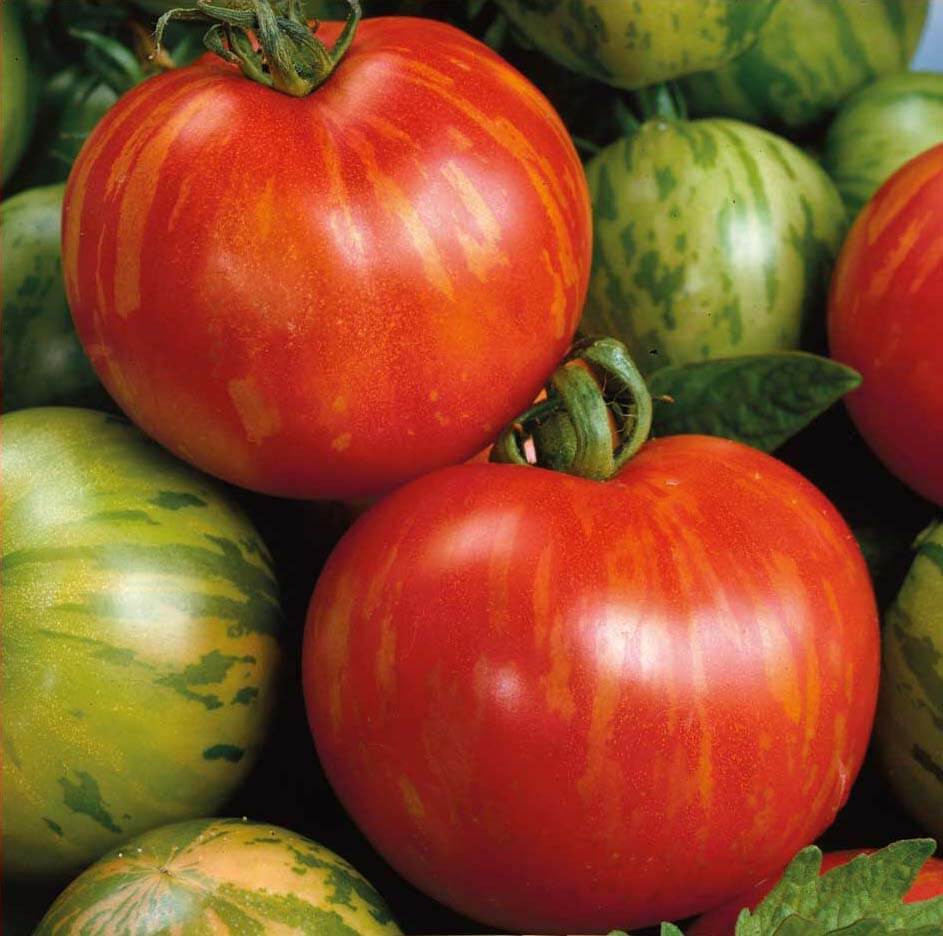 Tomato " Giant Tiger " Exotic 100 Vegetable Seeds – Floral Treasure