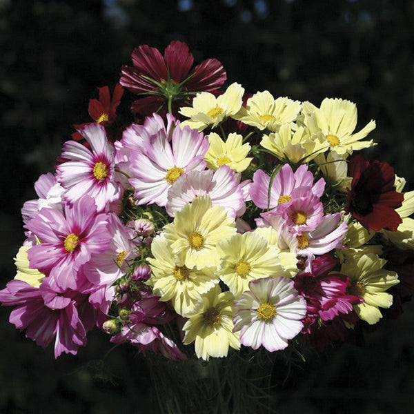Cosmos " New Colour Mix " Exotic 30 Flower Seeds – Floral Treasure