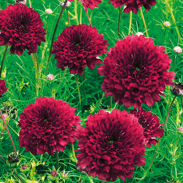 Cosmos " Double Click " Exotic 30 Flower Seeds – Floral Treasure